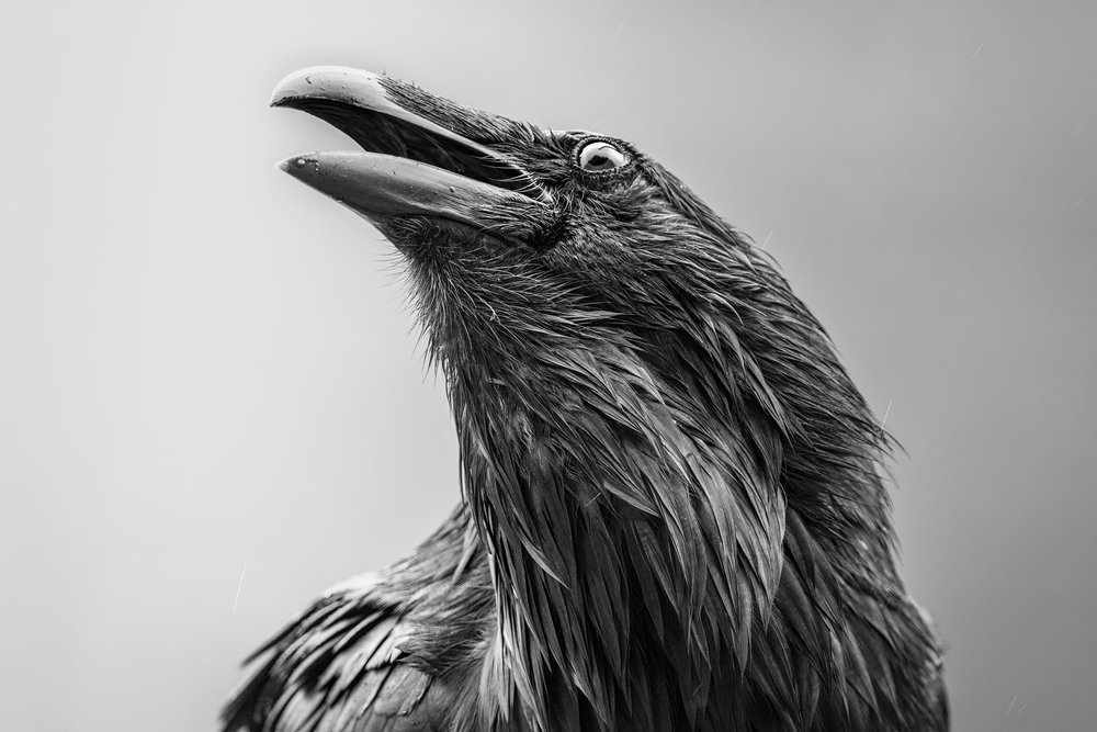 Raven the Creator — Jack Plant