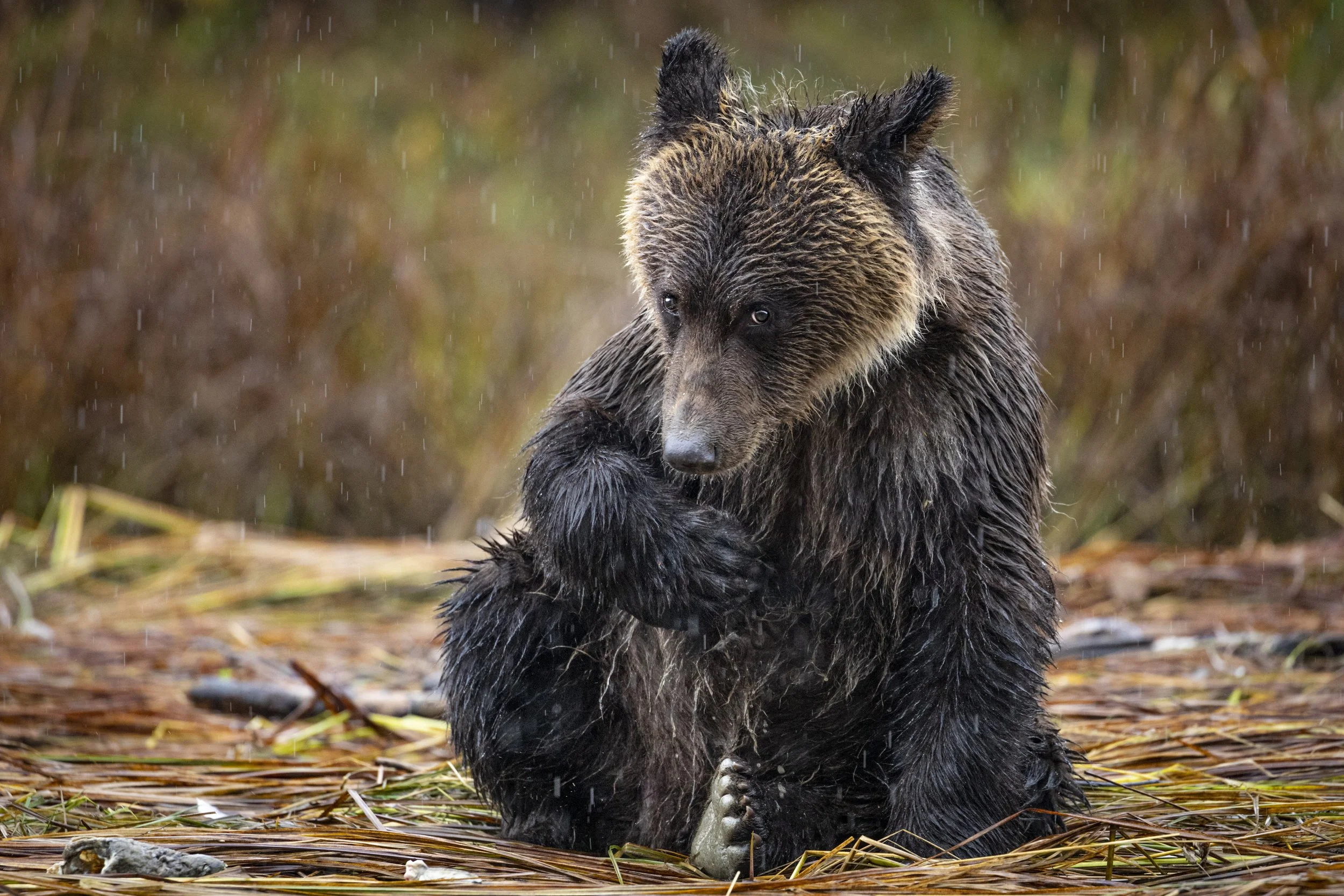 LIMITED EDITION — Jack Plant