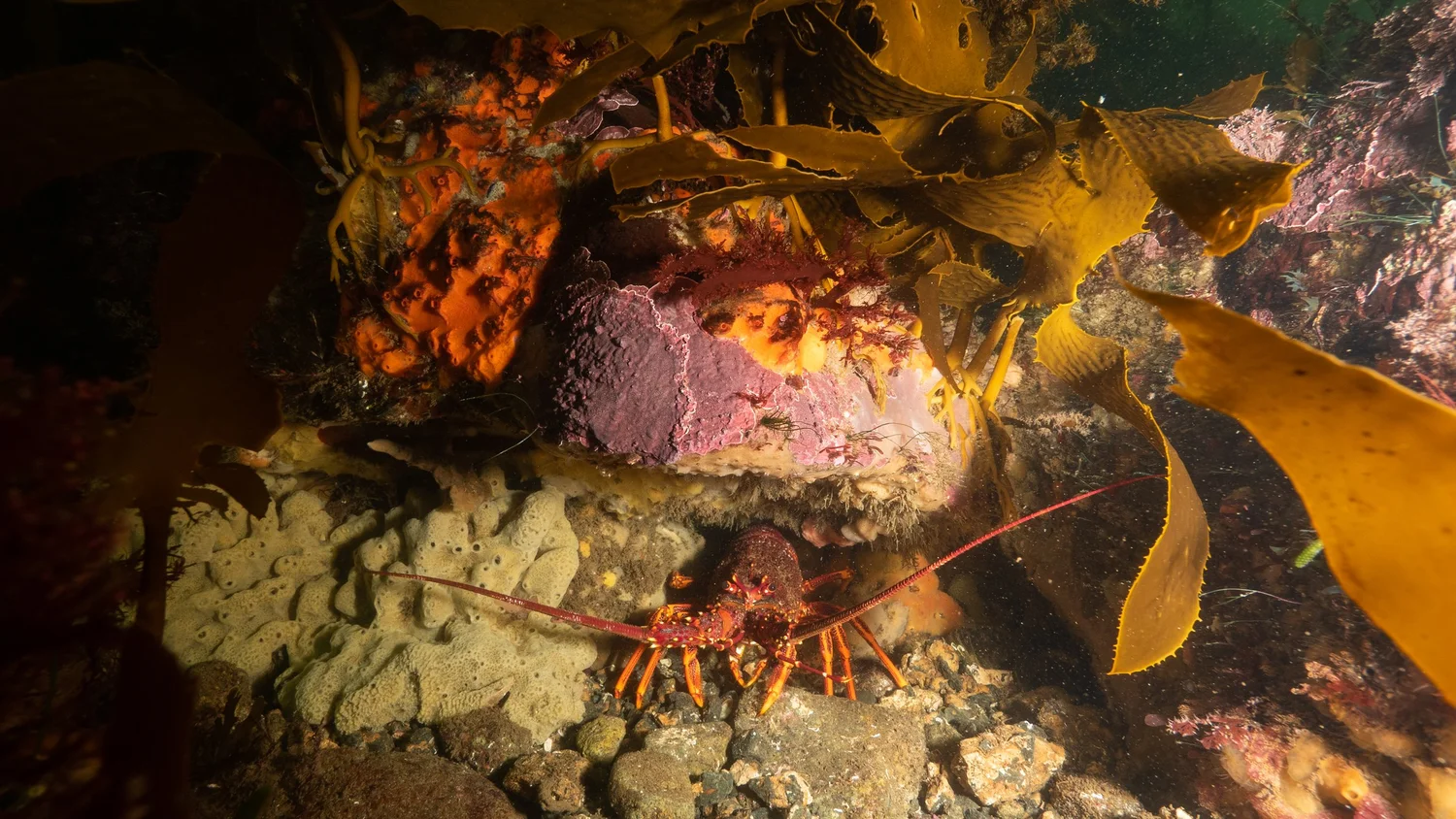 Golden Kelp | Great Southern Reef