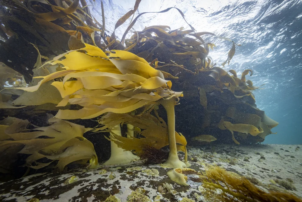 Southern Bull Kelp | Great Southern Reef