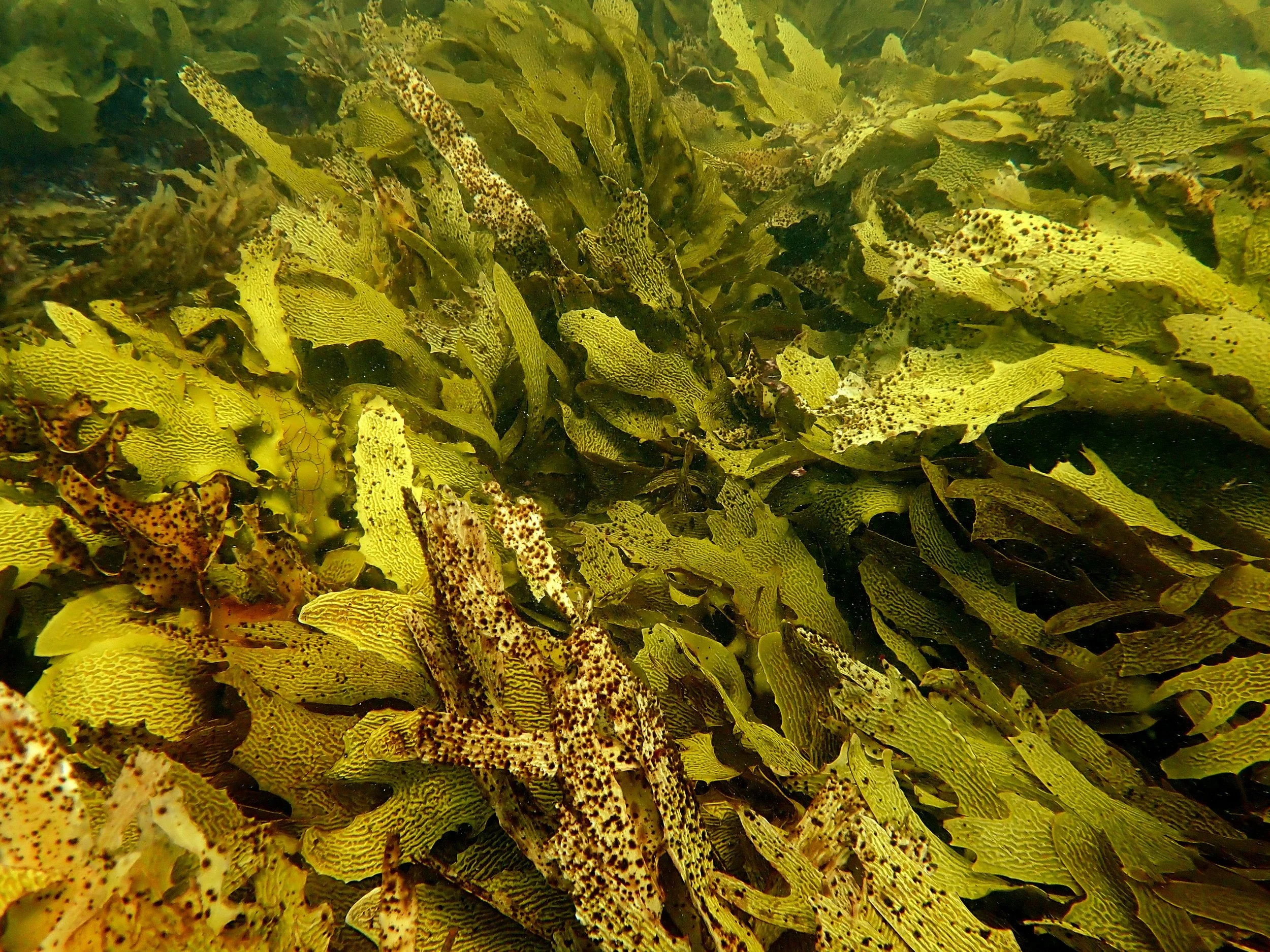 February 2025 Newsletter | Great Southern Reef