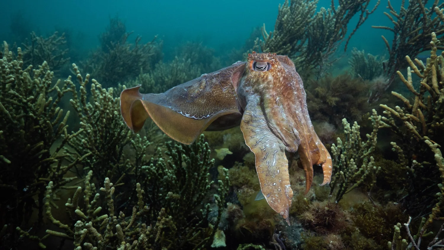 Interactive Lesson Series: Giant Australian Cuttlefish | Great Southern ...