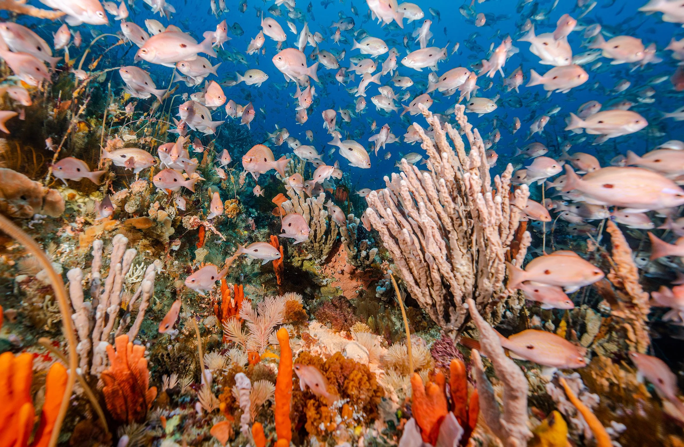 Tasha Waller | Great Southern Reef