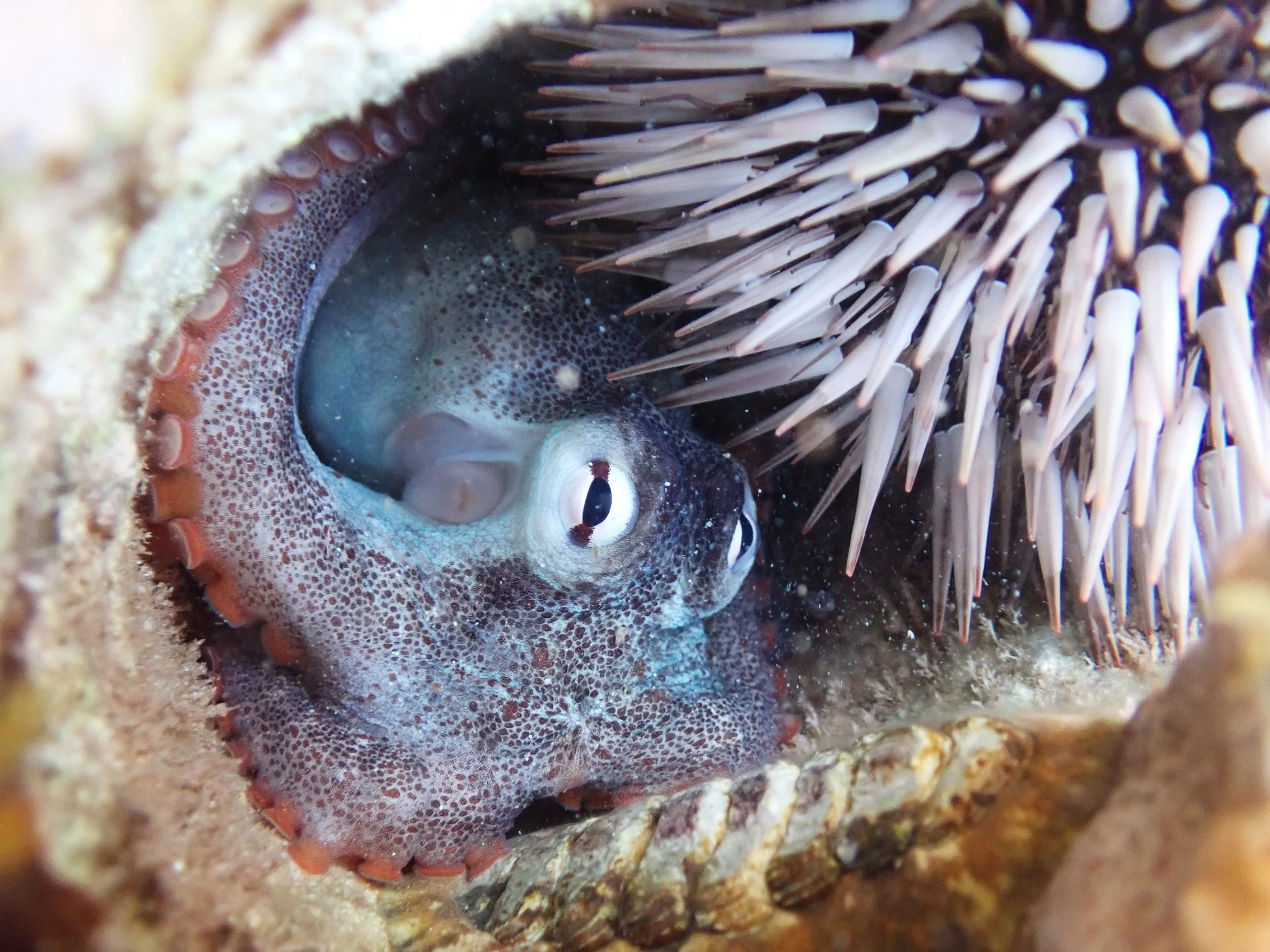 Yellowtail Kingfish | Great Southern Reef