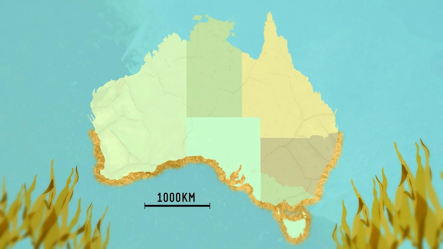 Golden Kelp | Great Southern Reef