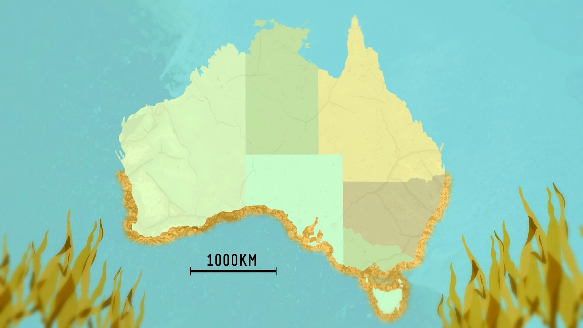 Golden Kelp | Great Southern Reef