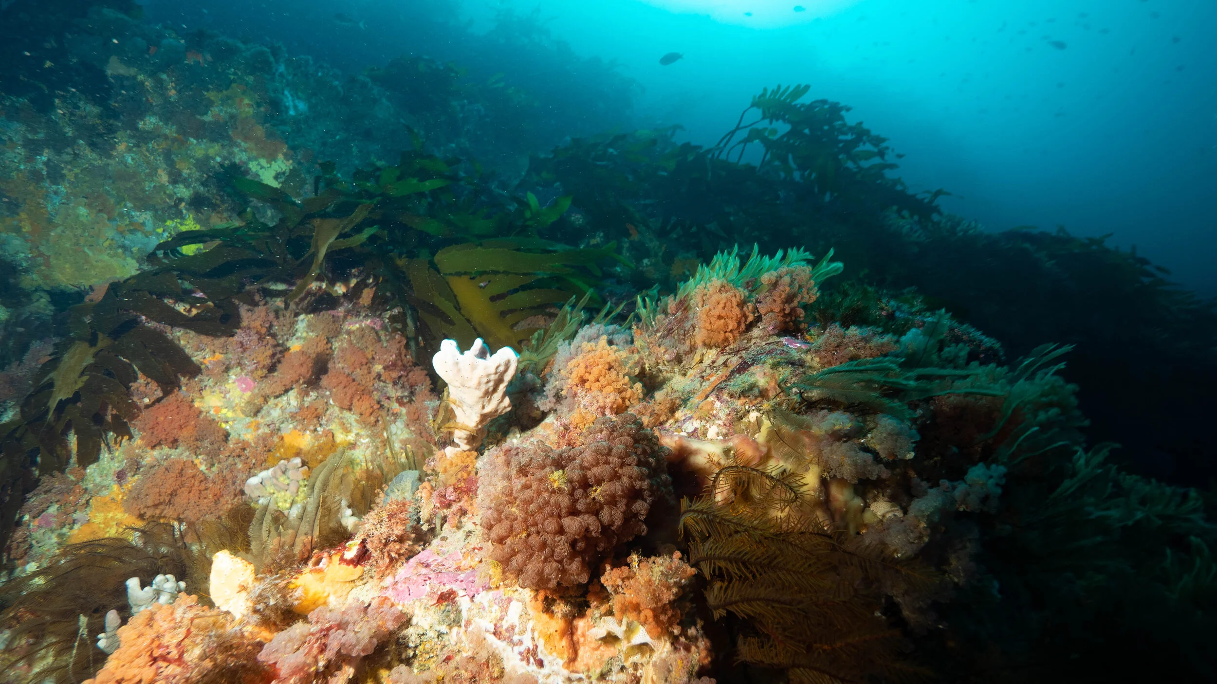 Golden Kelp | Great Southern Reef