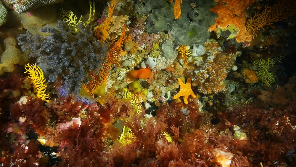 Golden Kelp | Great Southern Reef