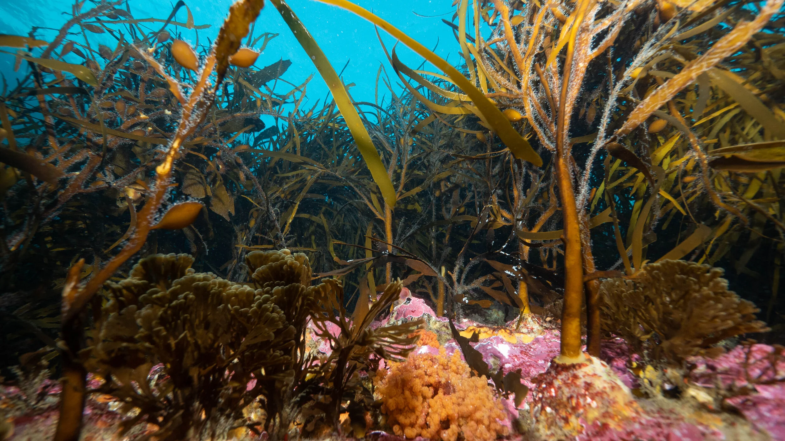 Golden Kelp | Great Southern Reef