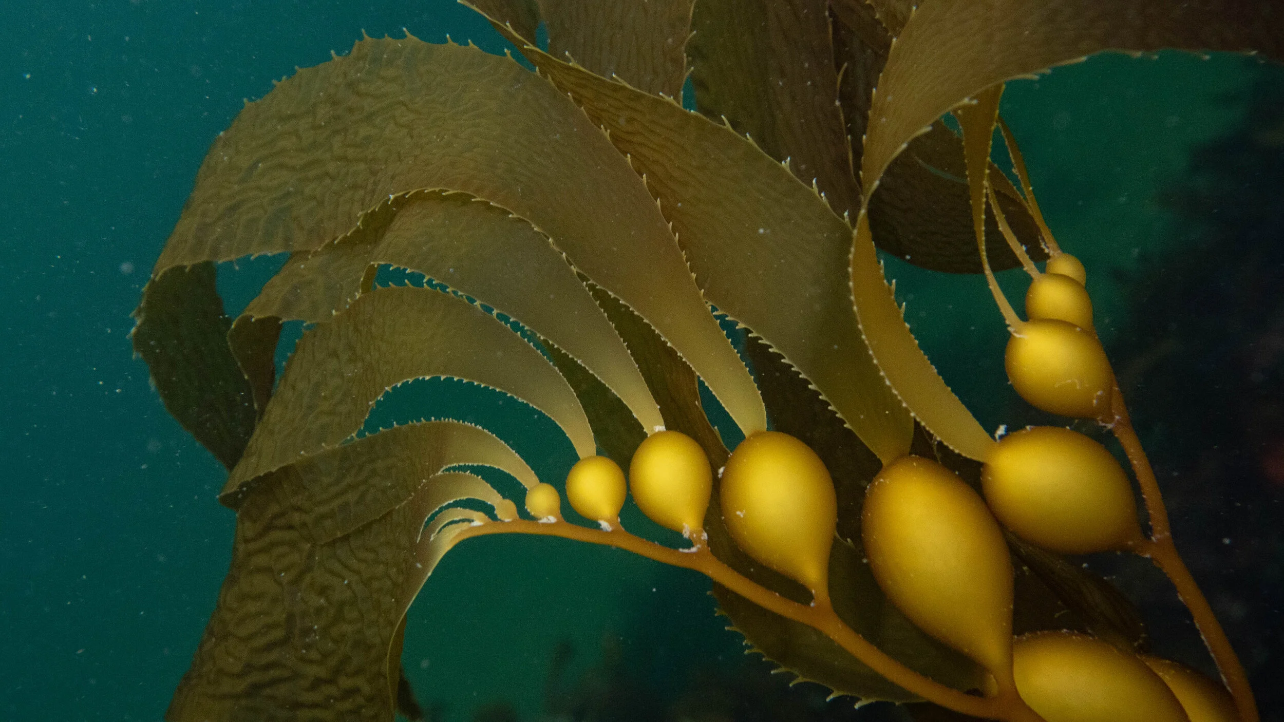 Golden Kelp | Great Southern Reef