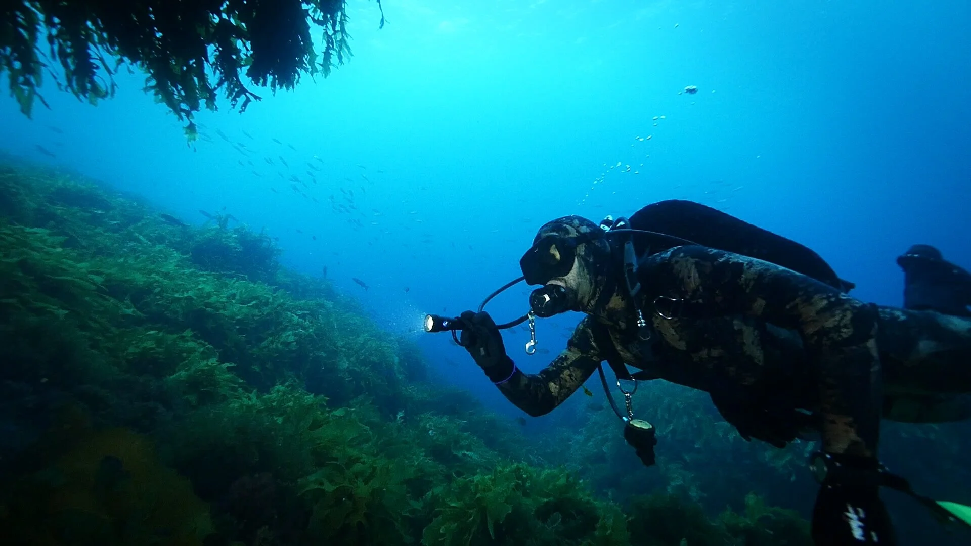 Golden Kelp | Great Southern Reef