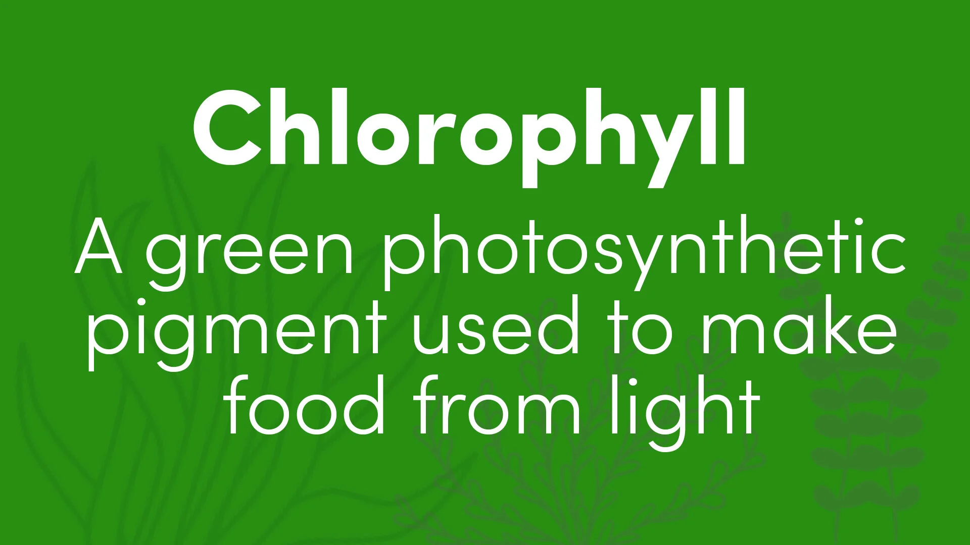 Golden Kelp | Great Southern Reef