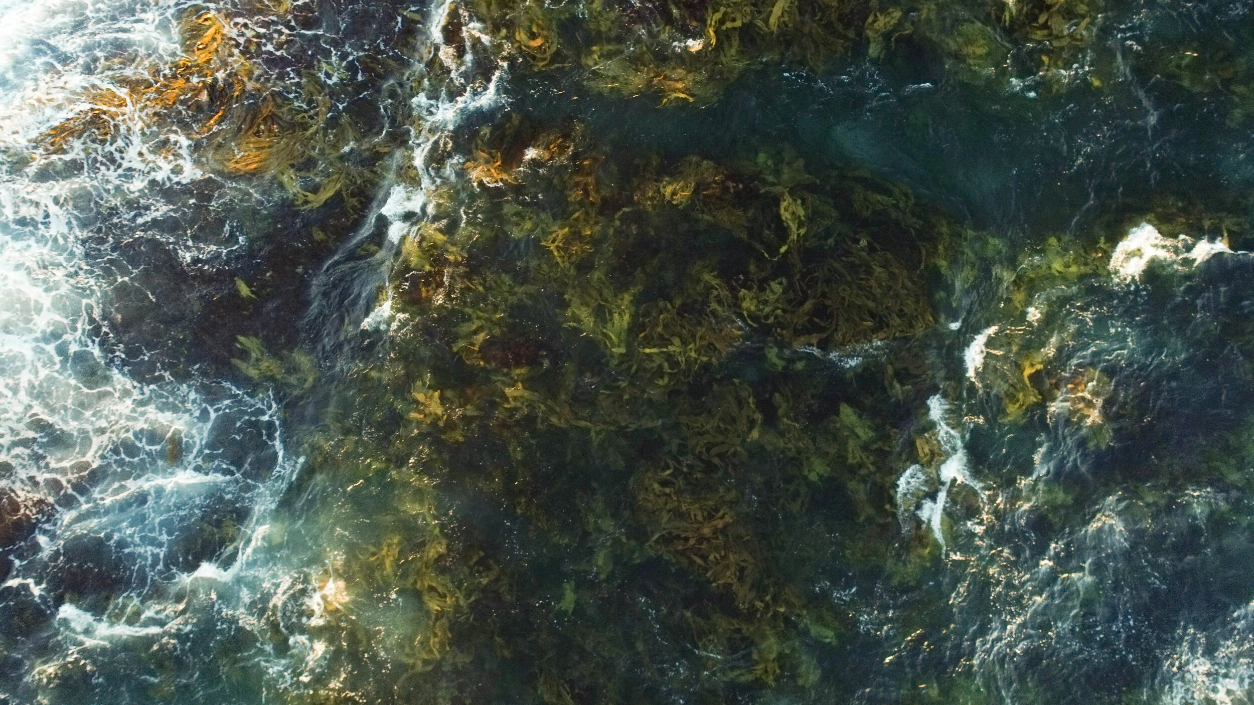 Golden Kelp | Great Southern Reef