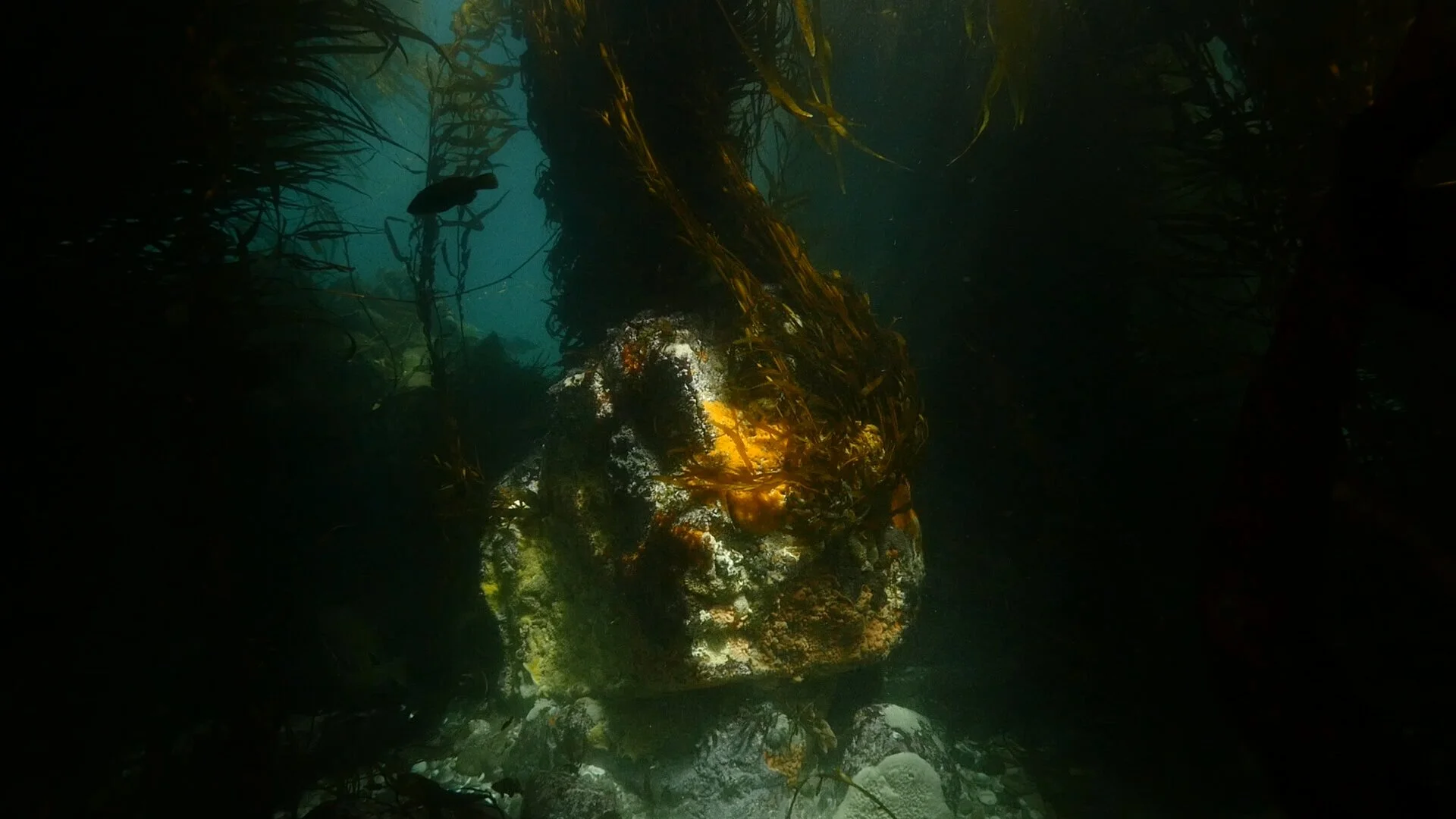 Why are seaweeds important? What makes a rocky reef? | Great Southern Reef