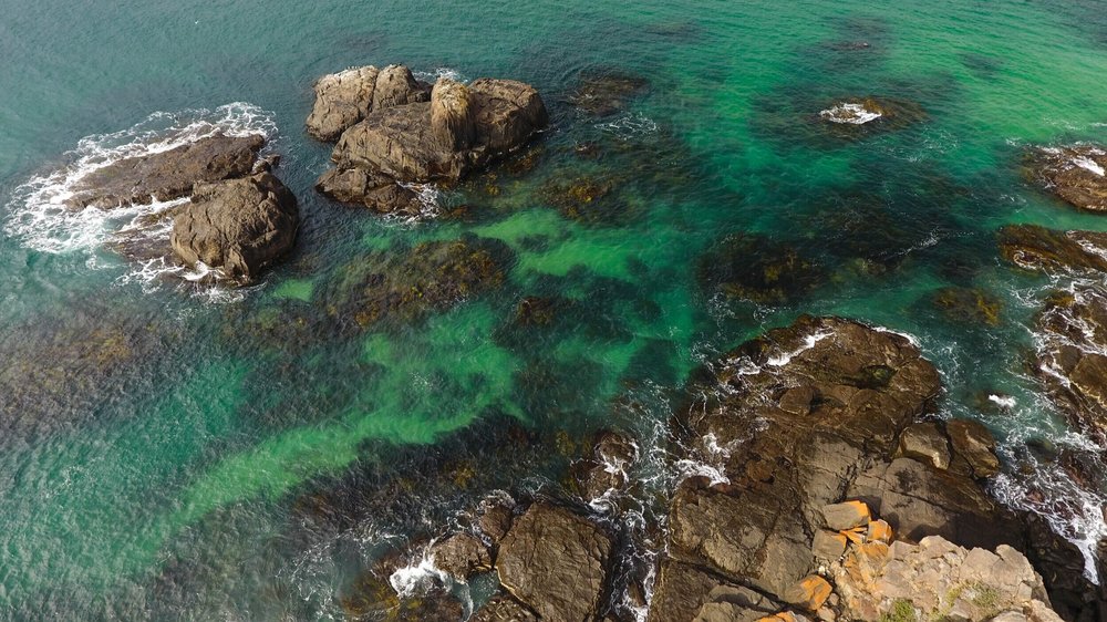 Why are seaweeds important? What makes a rocky reef? | Great Southern Reef