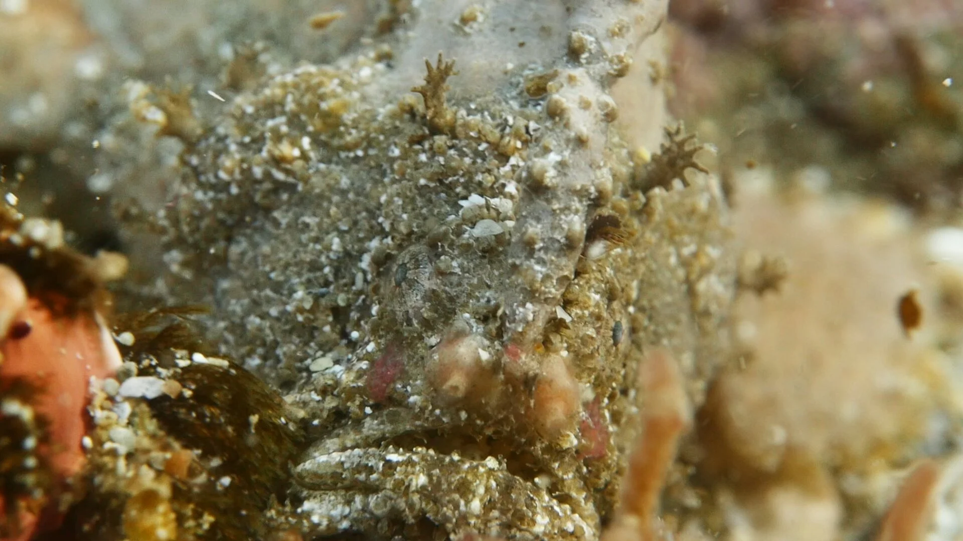 Smooth Anglerfish | Great Southern Reef