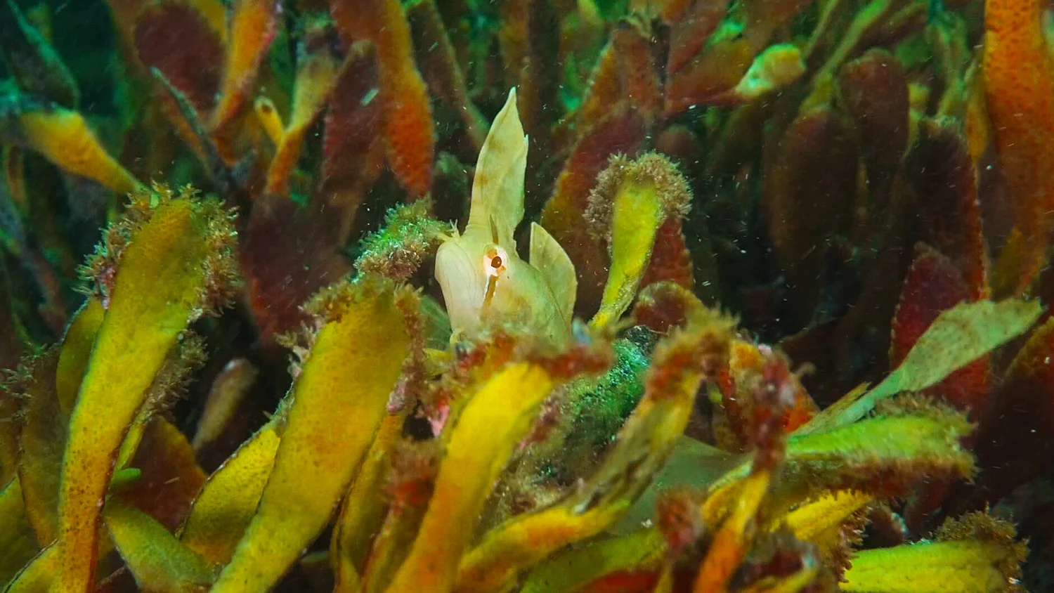 MARINE LIFE | Great Southern Reef