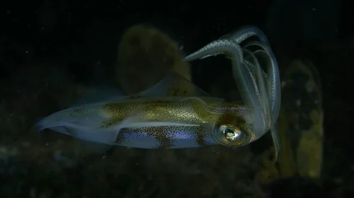 Southern Calamari | Great Southern Reef