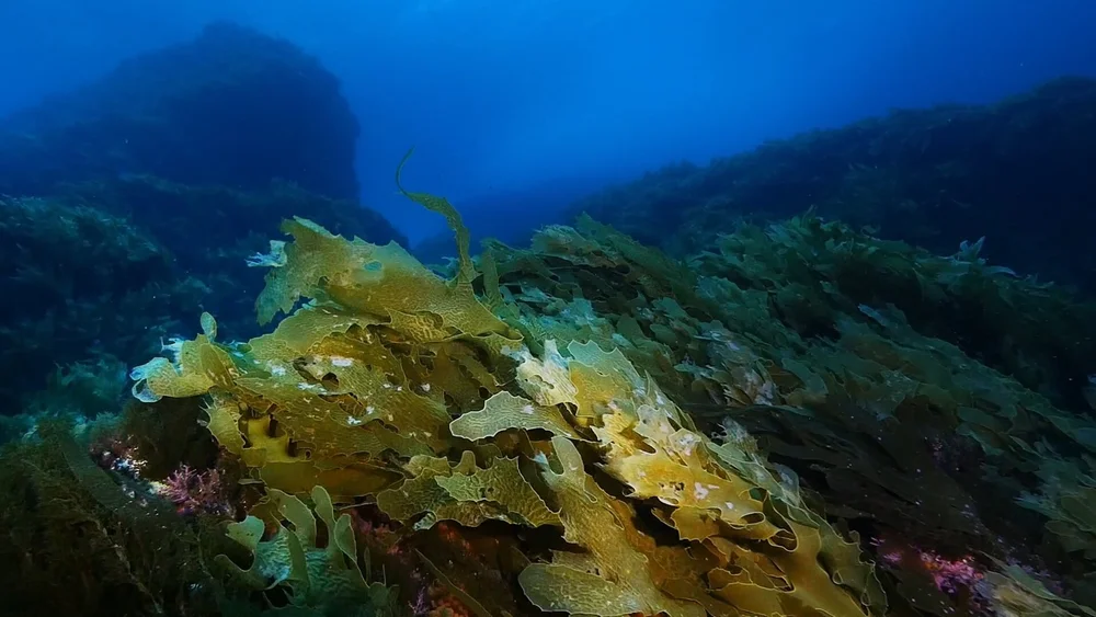 MARINE LIFE | Great Southern Reef