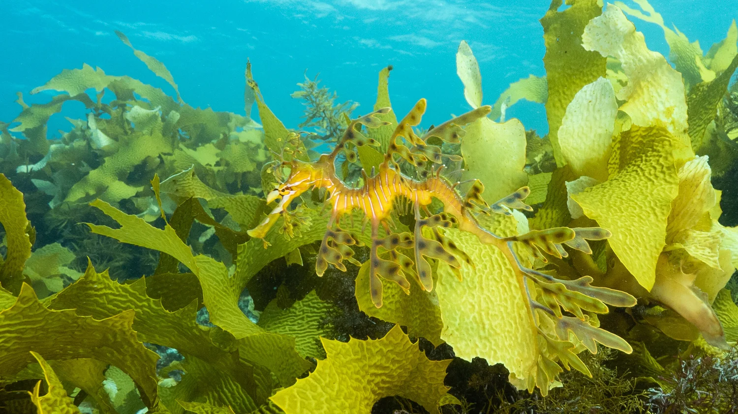 MARINE LIFE | Great Southern Reef