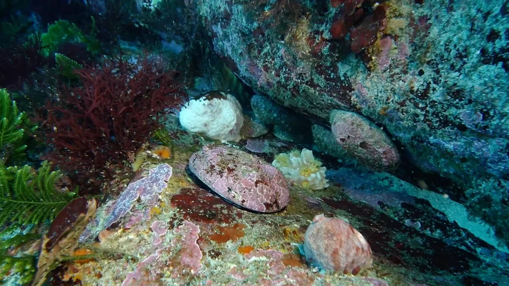 Abalone | Great Southern Reef