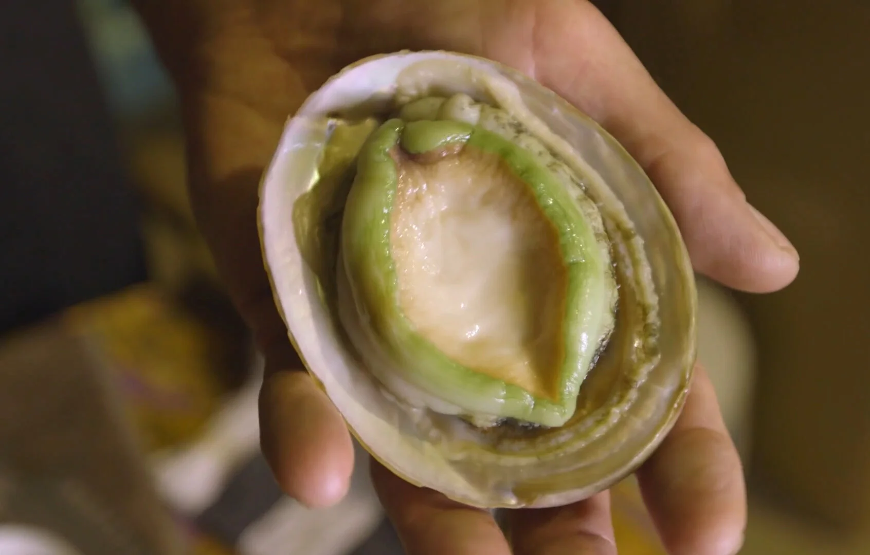 Abalone | Great Southern Reef