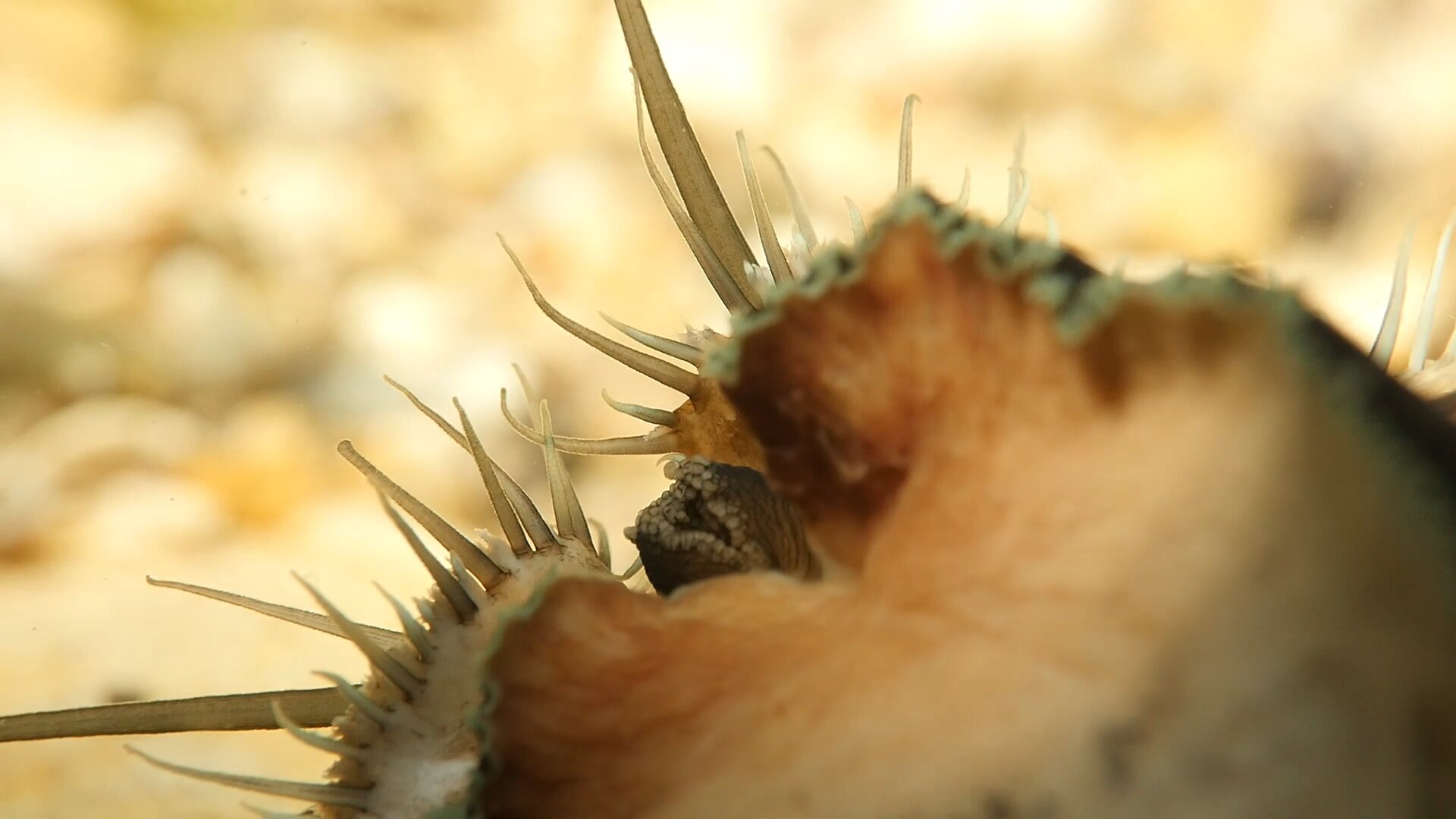 MARINE LIFE | Great Southern Reef