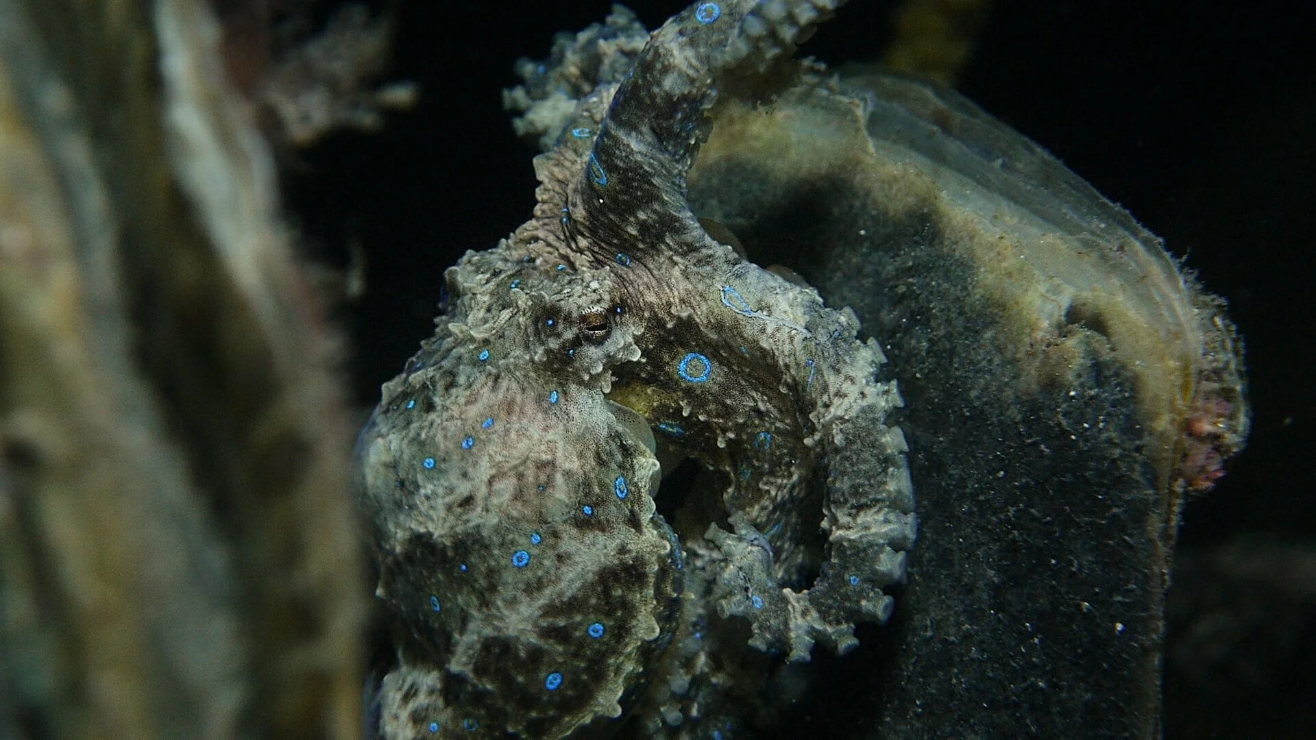 Blue Ringed Octopus | Great Southern Reef