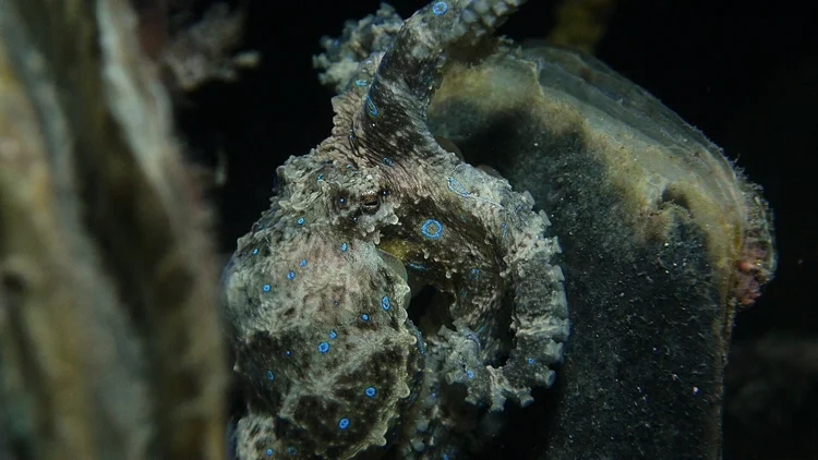 Blue Ringed Octopus | Great Southern Reef