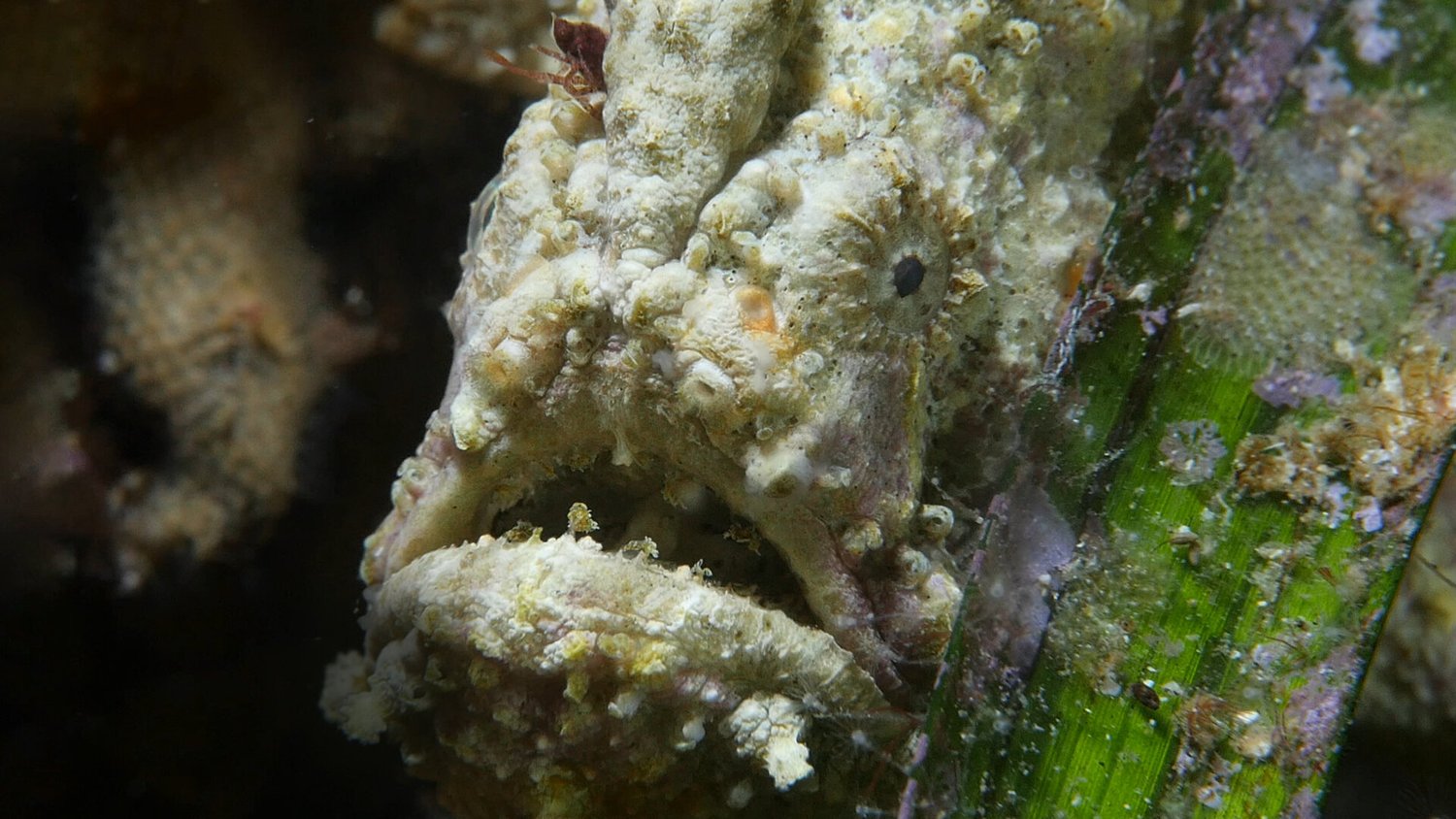 Harlequin Fish | Great Southern Reef