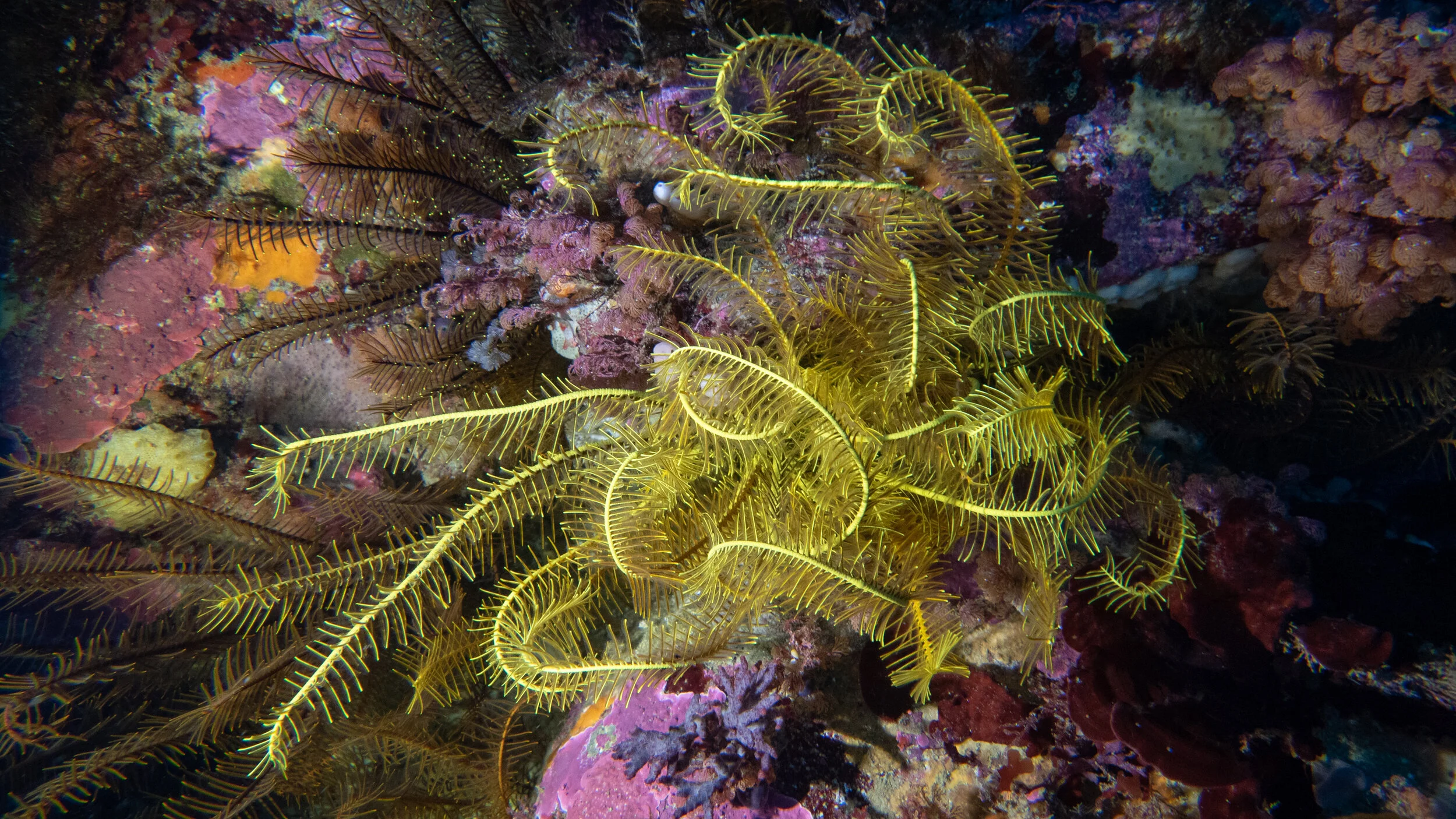 Underwater Imagees | Great Southern Reef