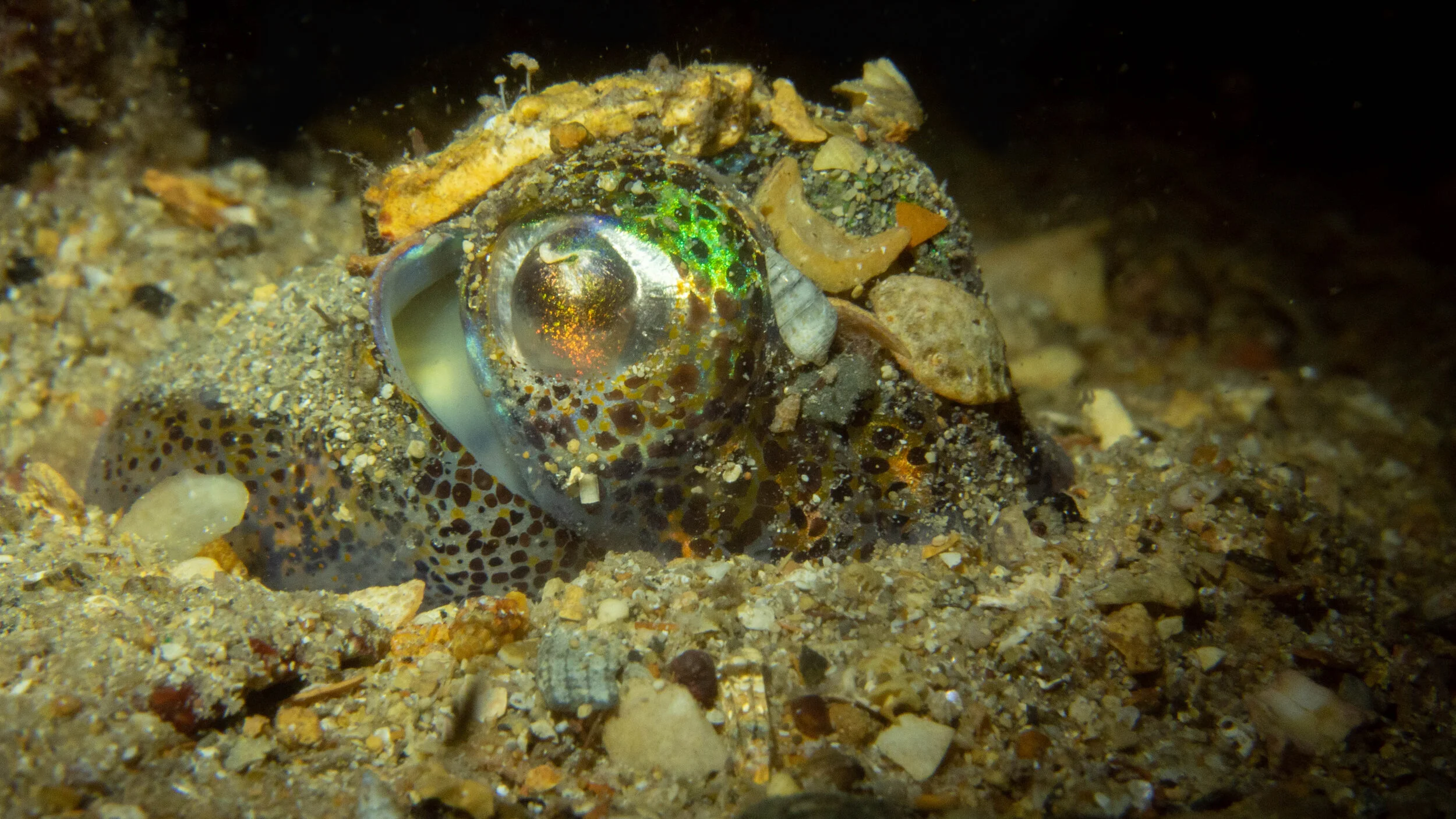 Underwater Imagees | Great Southern Reef