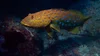 How Australian Sea Lions Hunt: New Footage Reveals Surprising Foraging ...