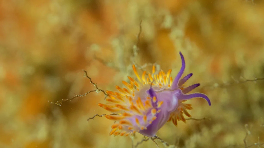 Nudibranch | Great Southern Reef