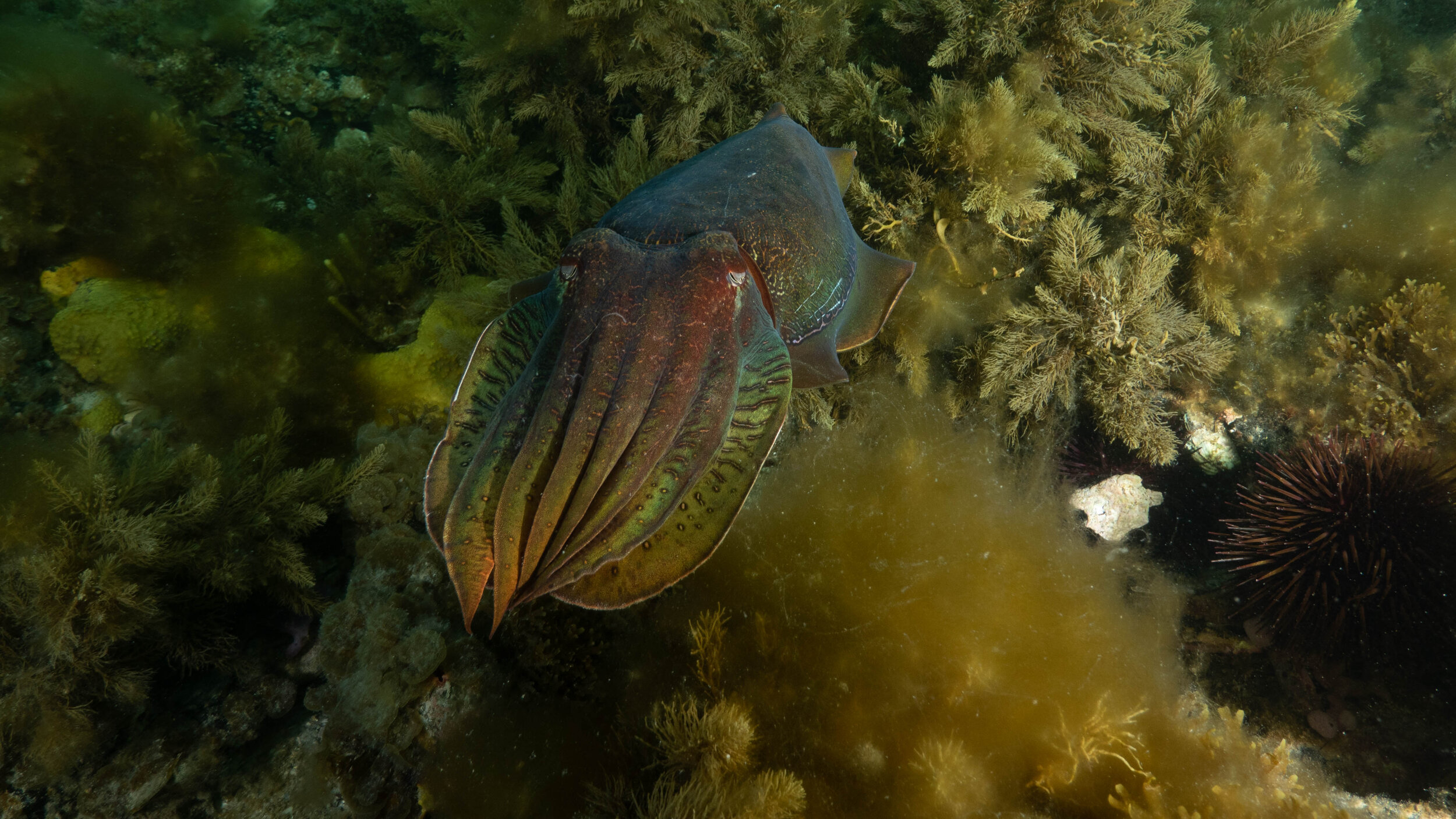 Giant Australian Cuttlefish | Great Southern Reef