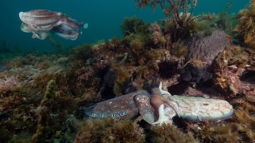 Giant Australian Cuttlefish | Great Southern Reef