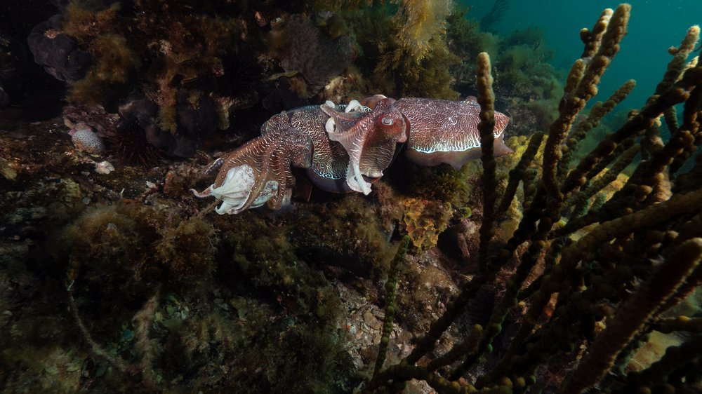 Giant Australian Cuttlefish | Great Southern Reef