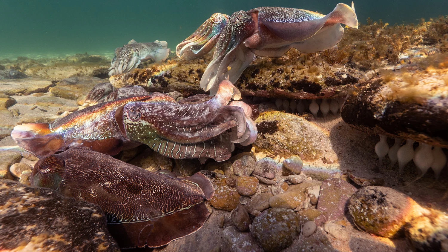 Giant Australian Cuttlefish | Great Southern Reef