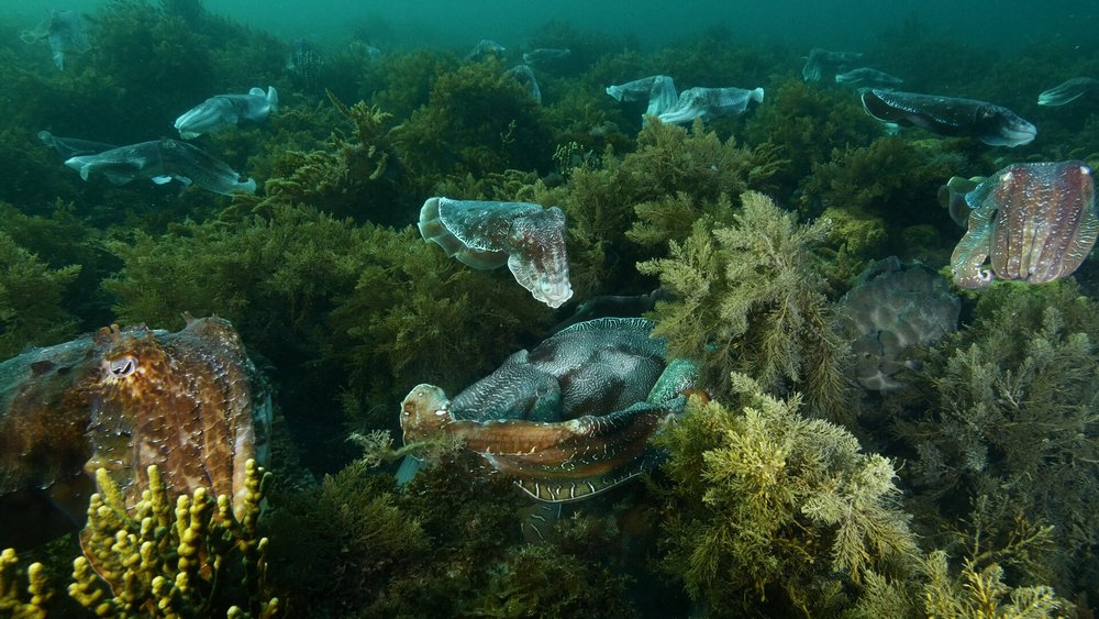 Giant Australian Cuttlefish | Great Southern Reef