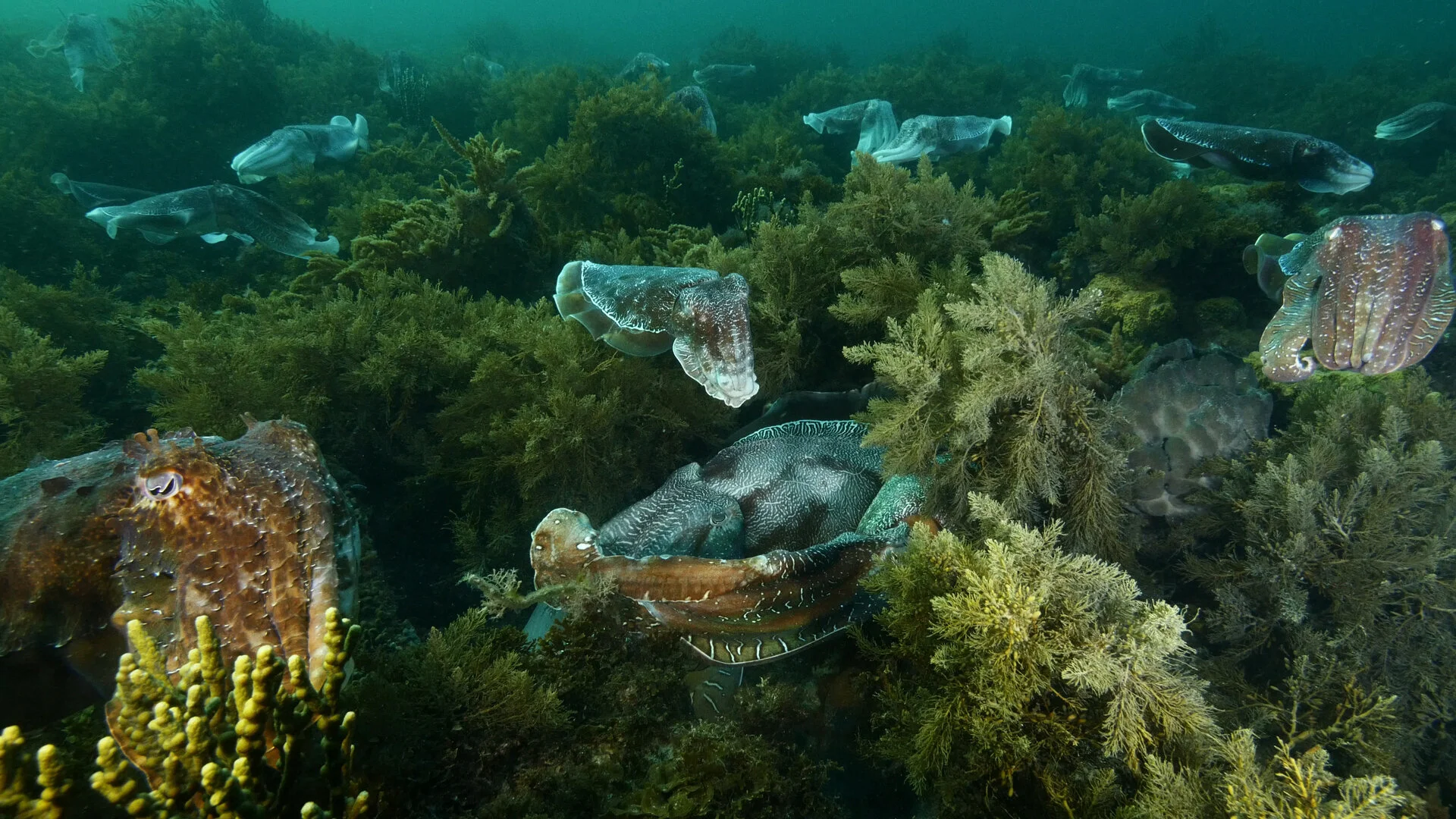 Giant Australian Cuttlefish | Great Southern Reef