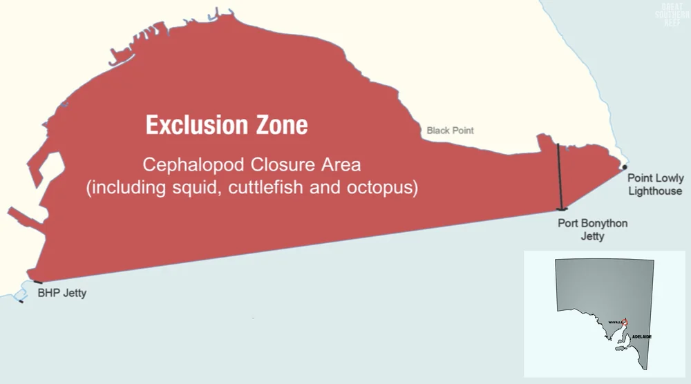 Giant Australian Cuttlefish | Great Southern Reef