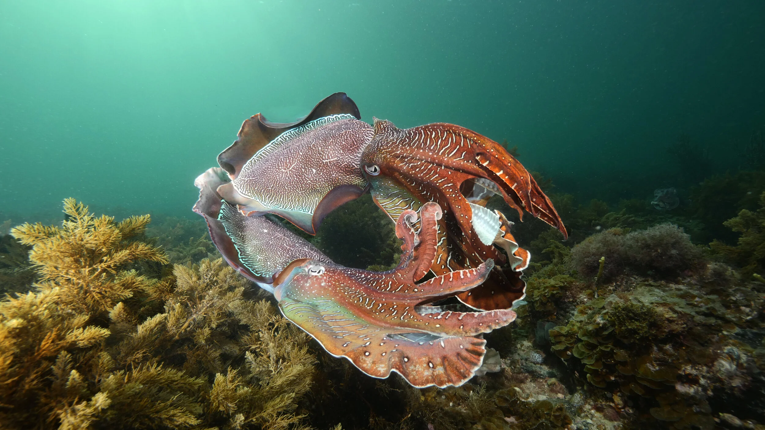 Giant Australian Cuttlefish | Great Southern Reef