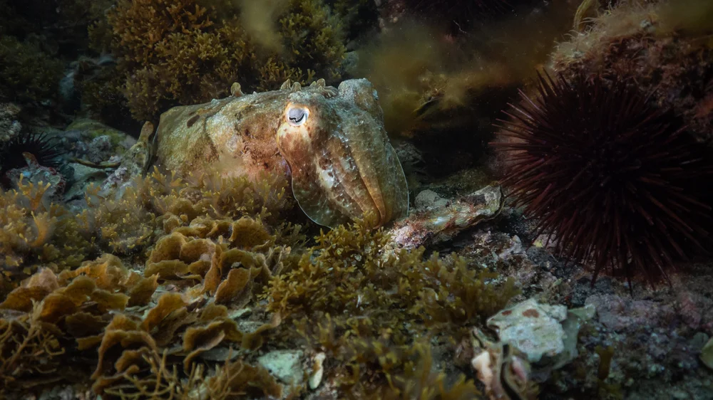 Giant Australian Cuttlefish | Great Southern Reef