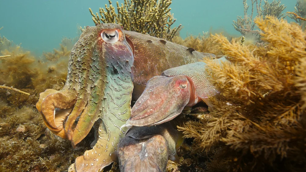 Giant Australian Cuttlefish | Great Southern Reef