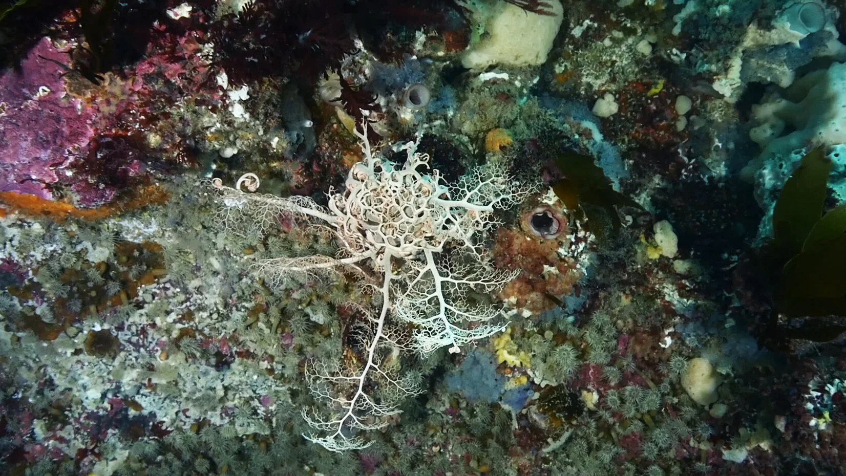 Sea Star | Great Southern Reef