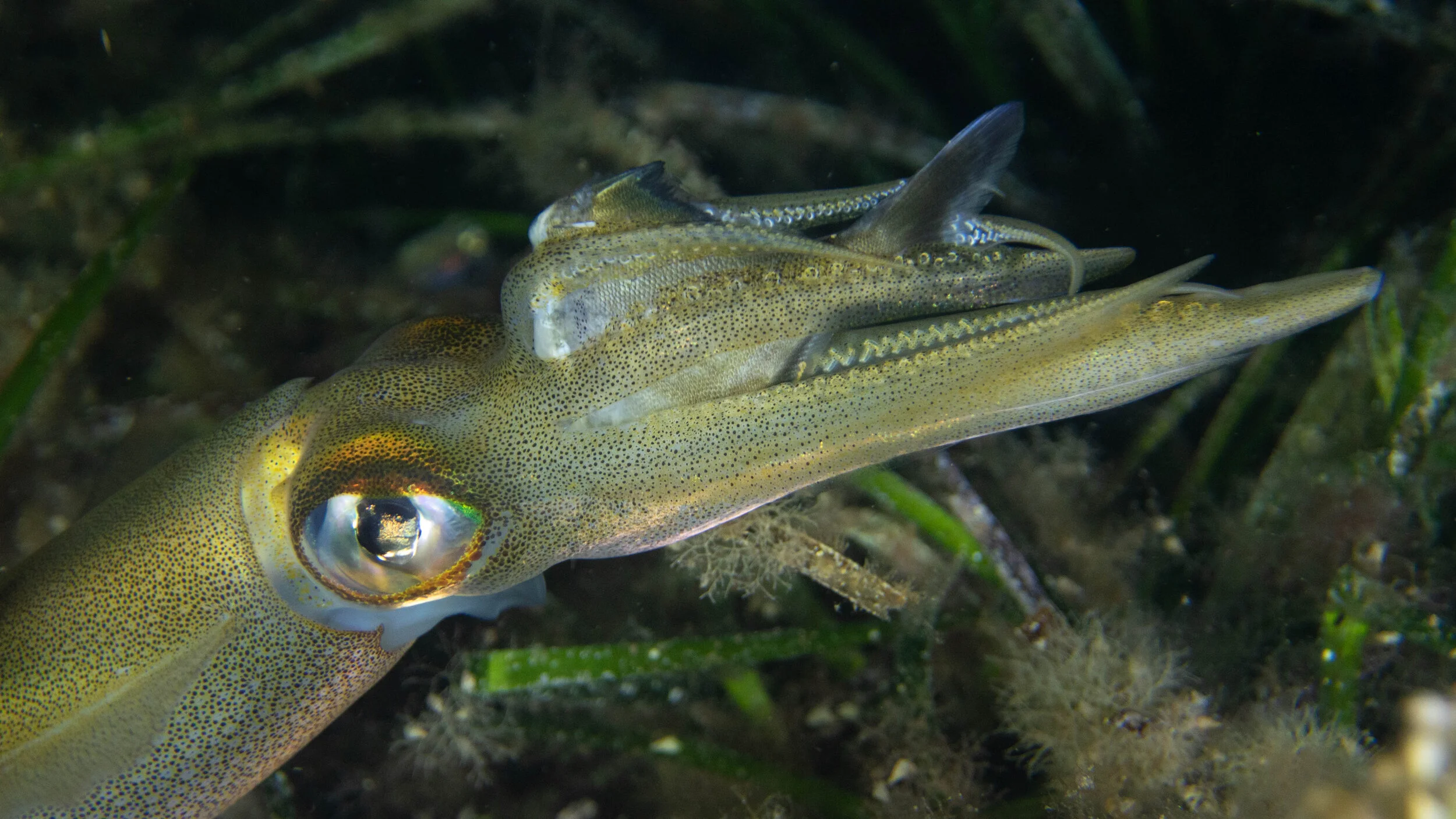 Southern Calamari | Great Southern Reef
