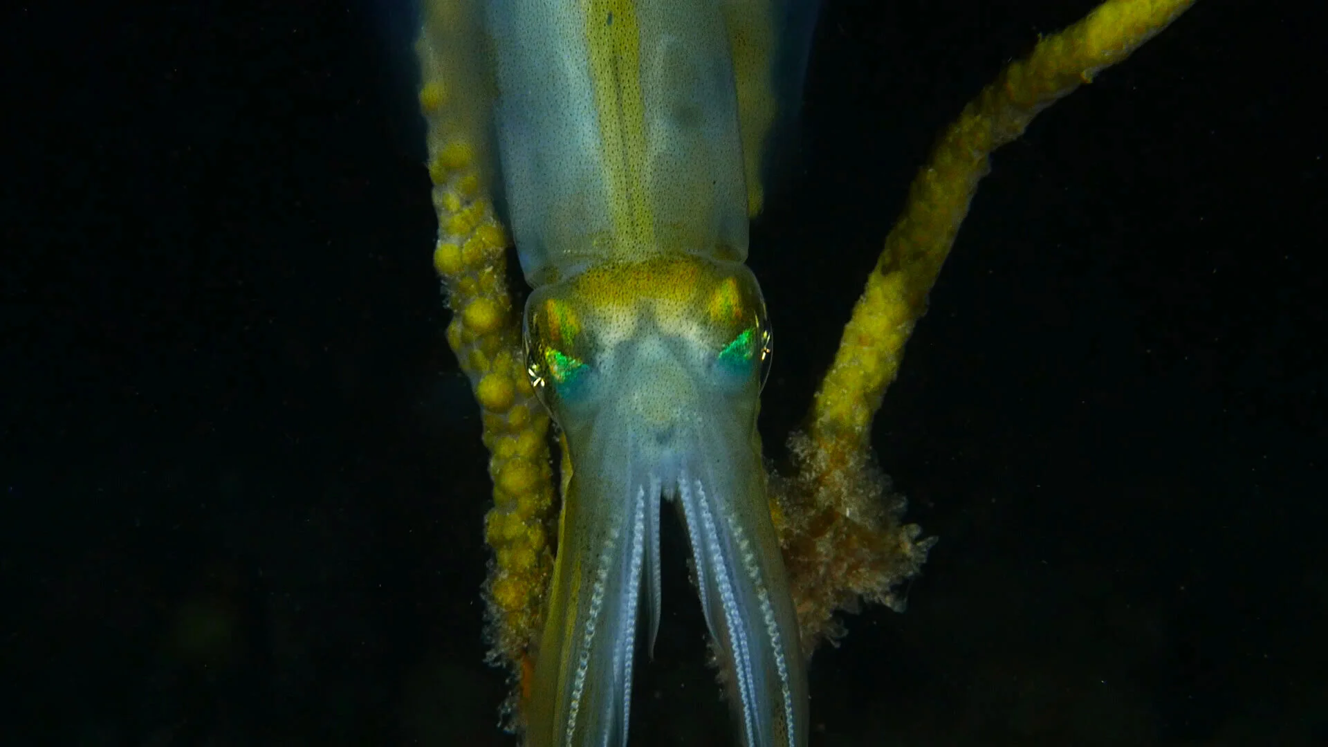 Southern Calamari | Great Southern Reef