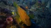 Harlequin Fish | Great Southern Reef