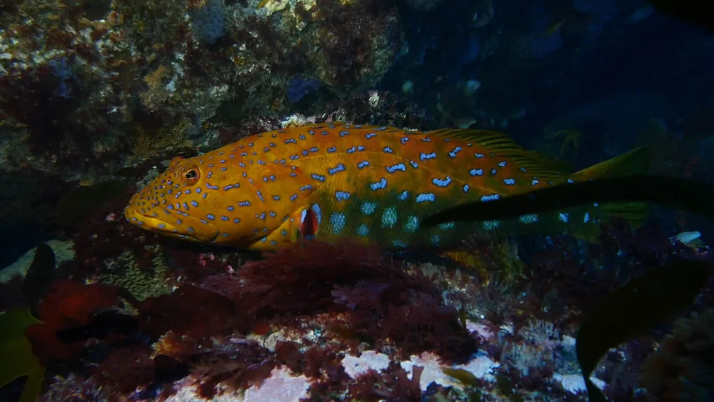 Harlequin Fish | Great Southern Reef