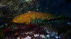 Harlequin Fish | Great Southern Reef